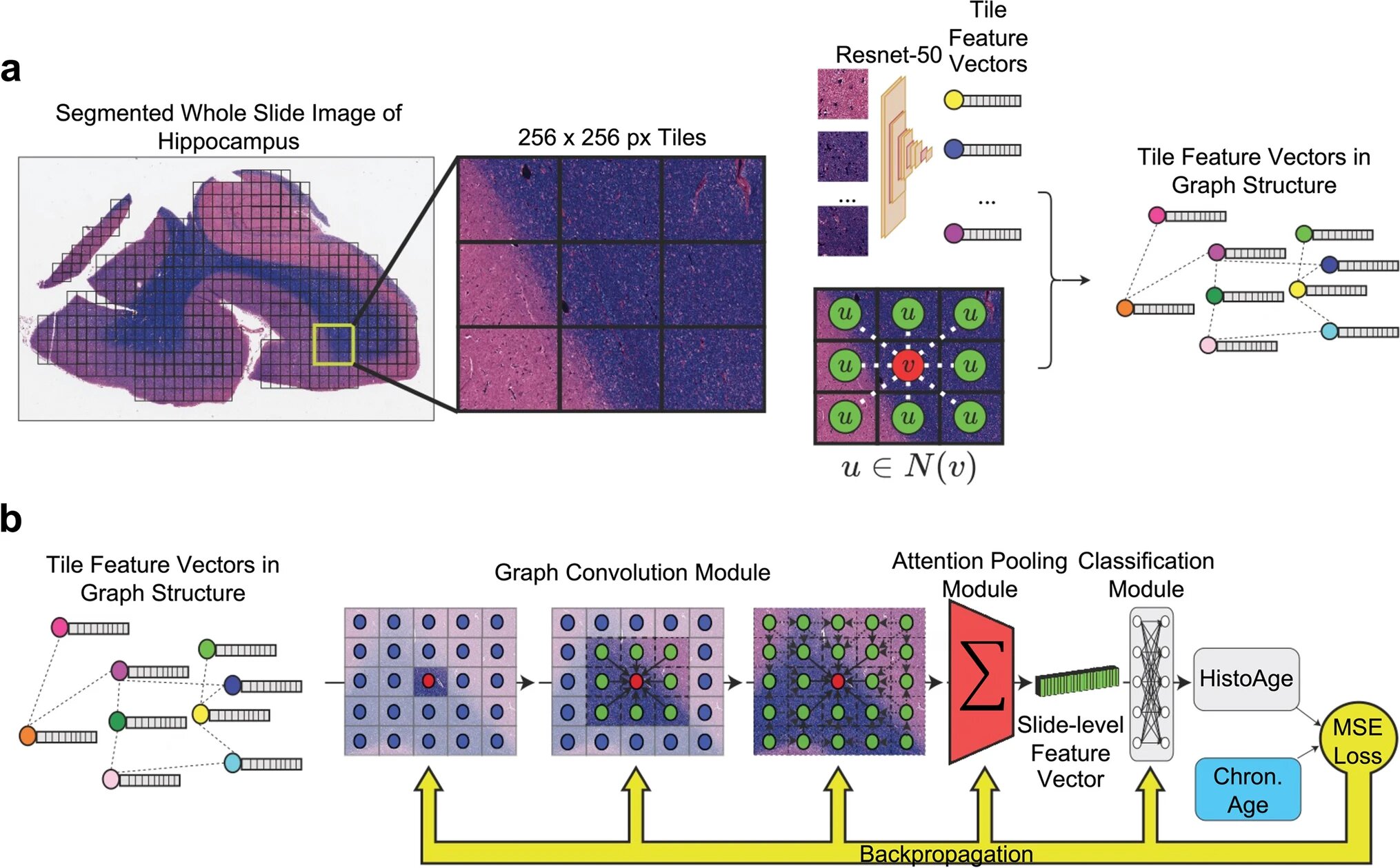 Researchers Develop Age Prediction Model For Human Brain Tissue Using