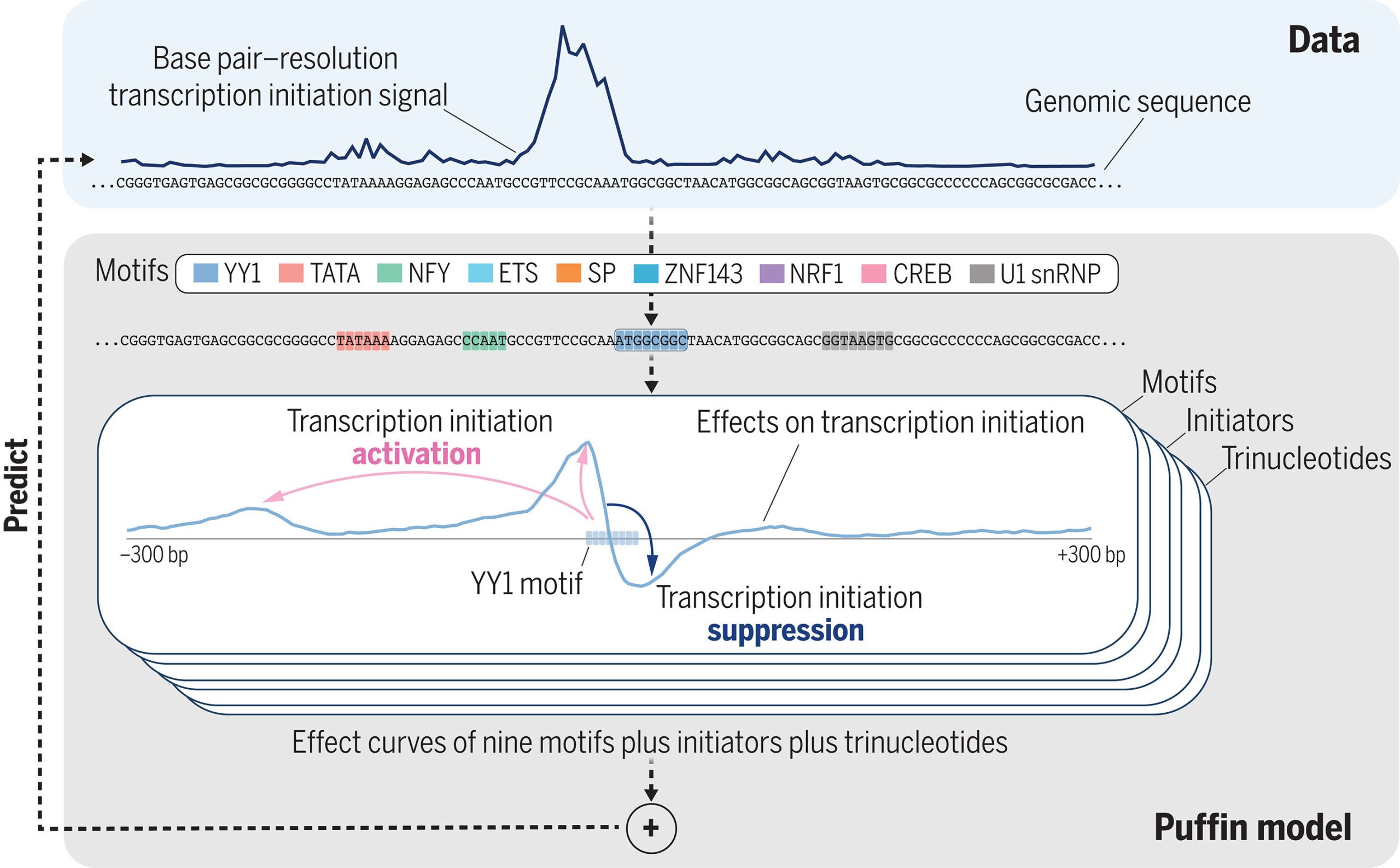 Machine Learning Sheds Light on Gene Transcription - CapeStart