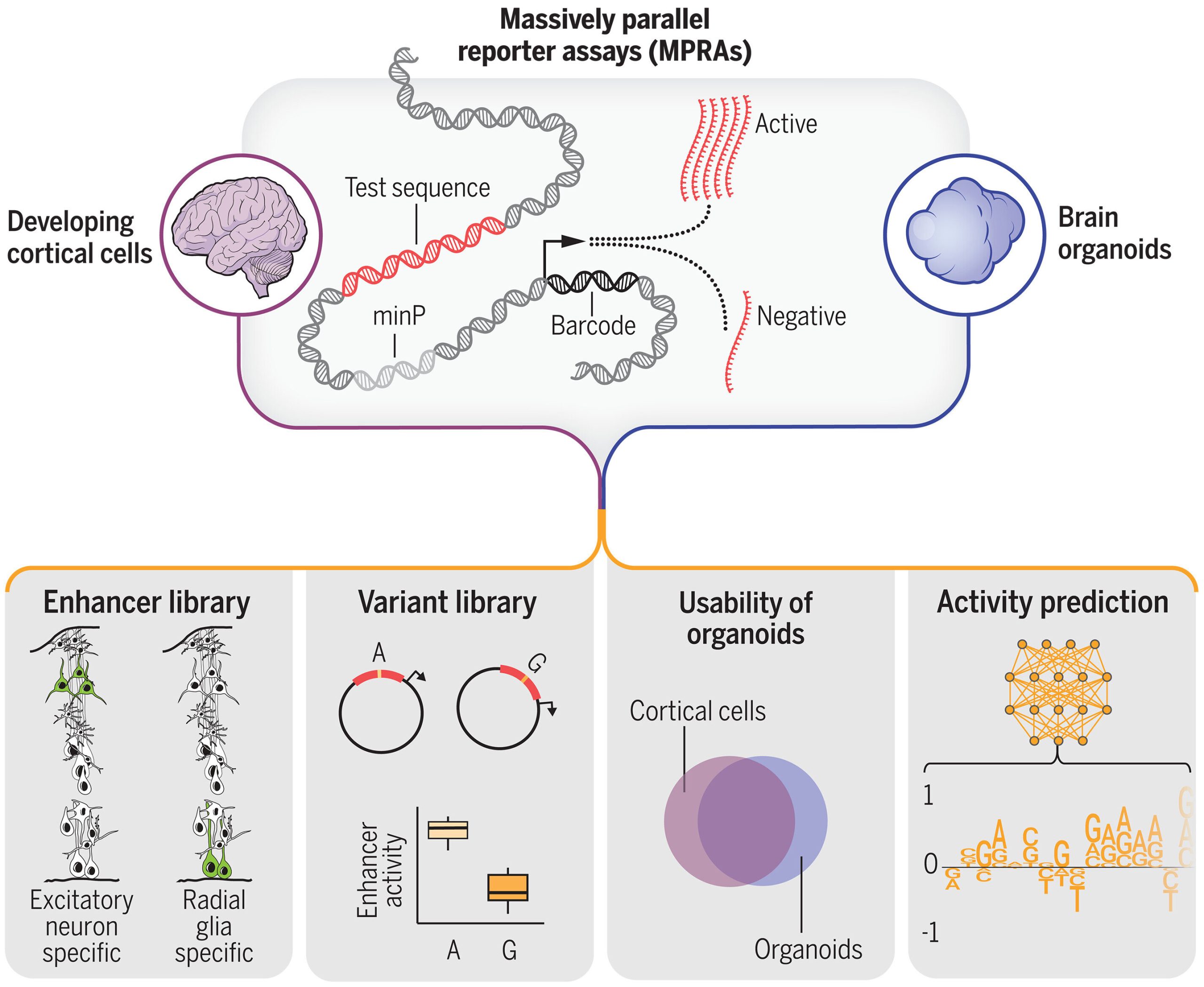 Scientists Leverage Machine Learning to Decode Gene Regulation in the ...